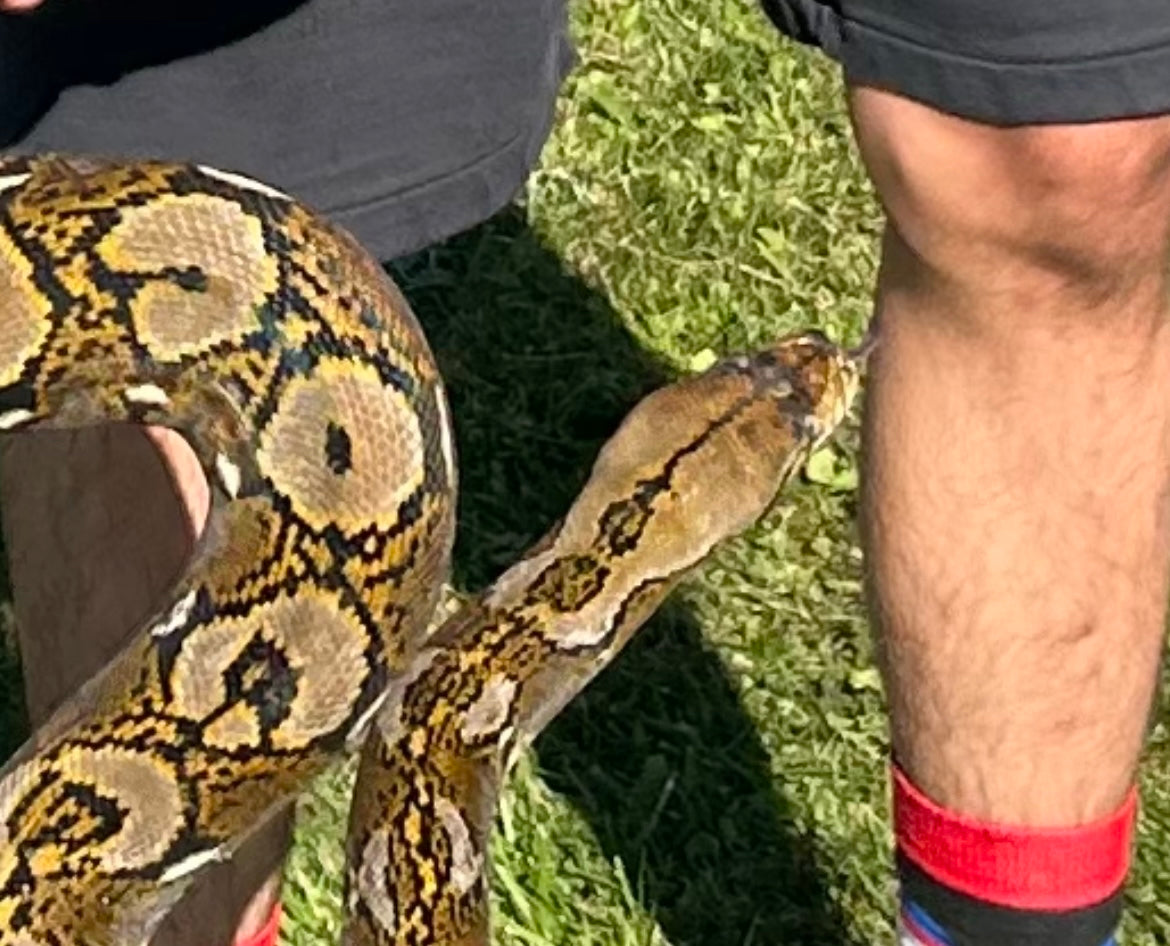 10’ Adult Reticulated Python (Male) – Scales and Tails of Ohio