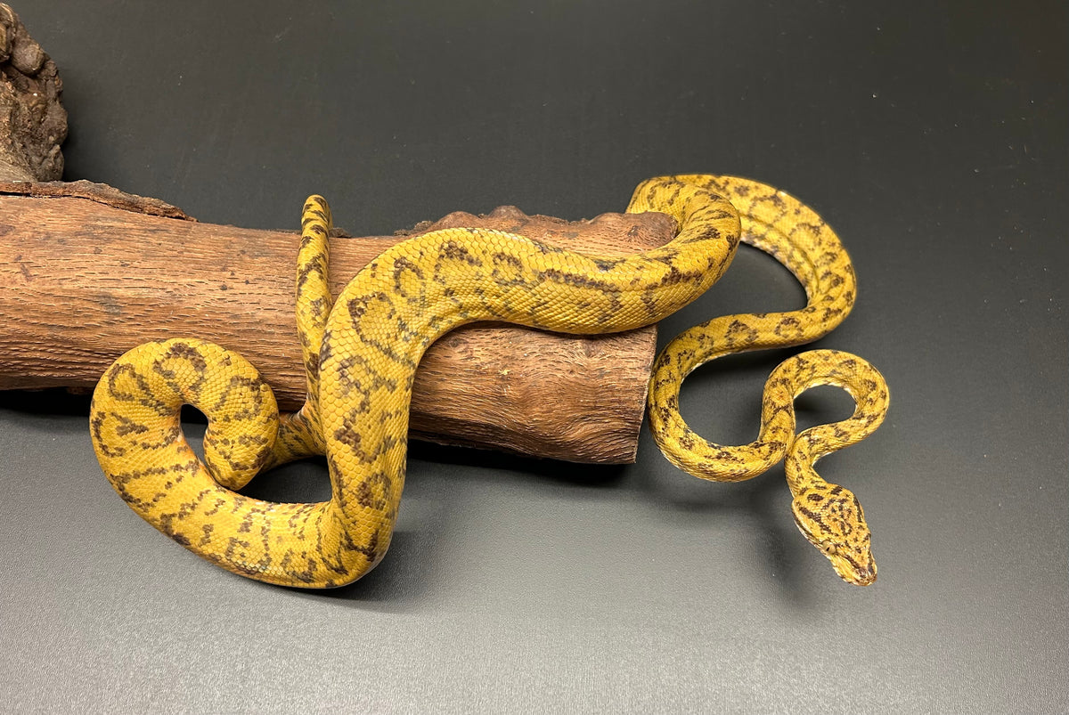 ‘Colored’ Amazon Tree Boa (Female 1) – Scales and Tails of Ohio