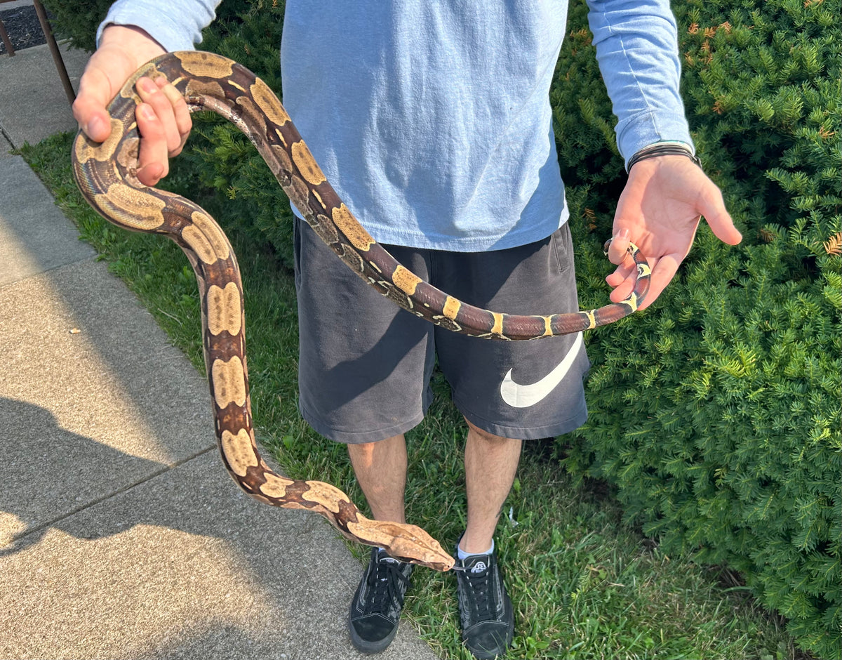 Sub-Adult Guyana Boa (Male 1) – Scales and Tails of Ohio
