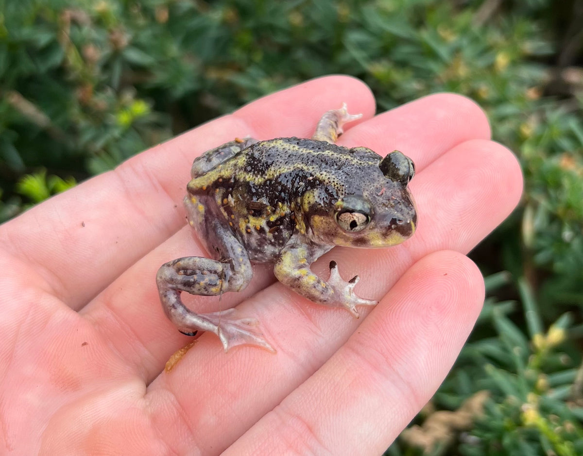 Eastern Spadefoot Toad look – Scales and Tails of Ohio