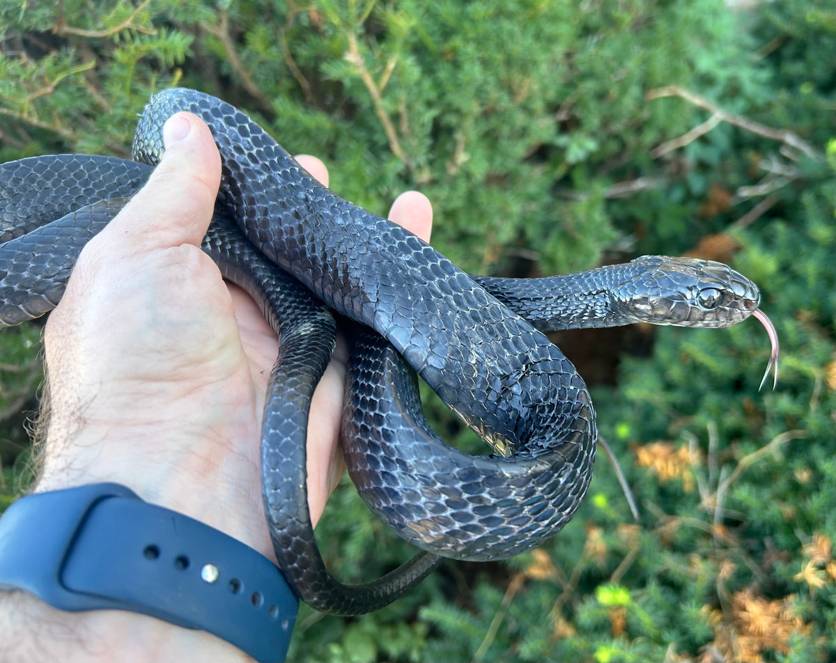 Adult Sulawesi Mangrove Snake (Male) – Scales and Tails of Ohio