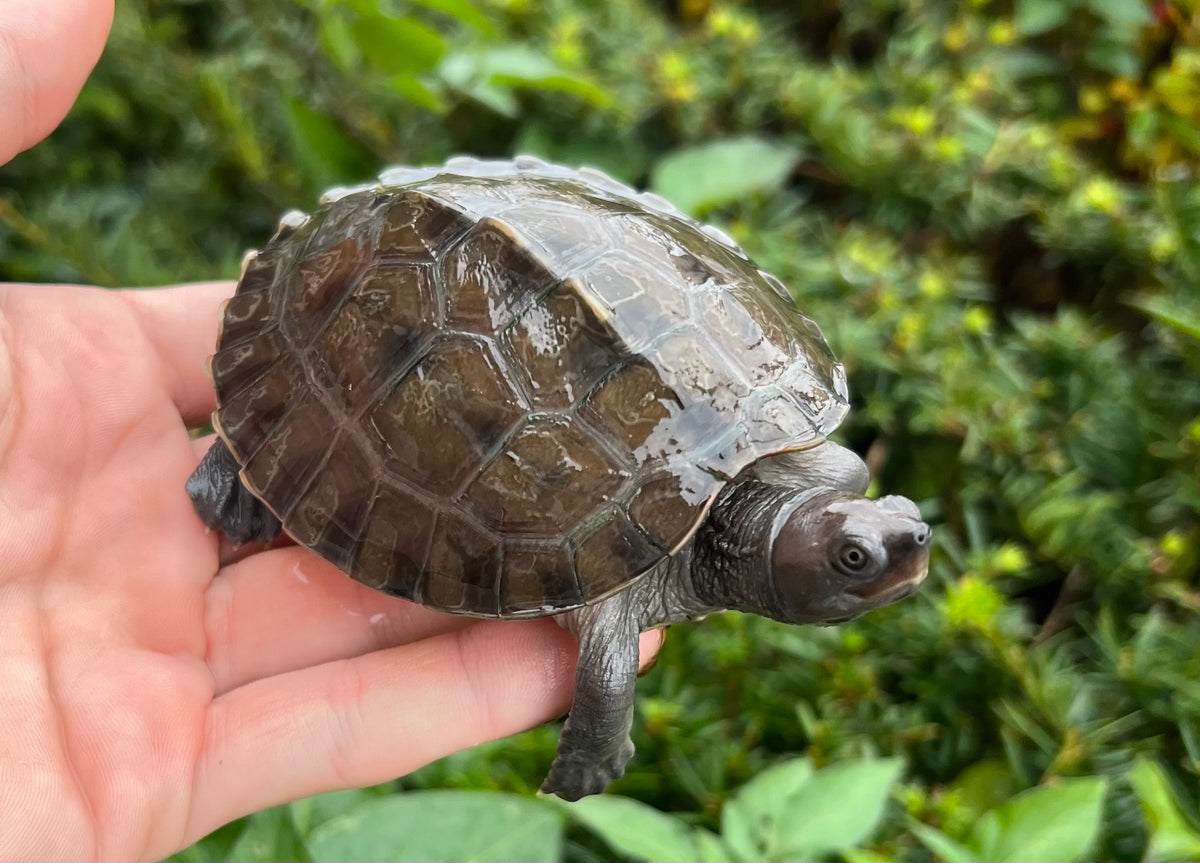 Yearling Painter River Terrapin – Scales and Tails of Ohio