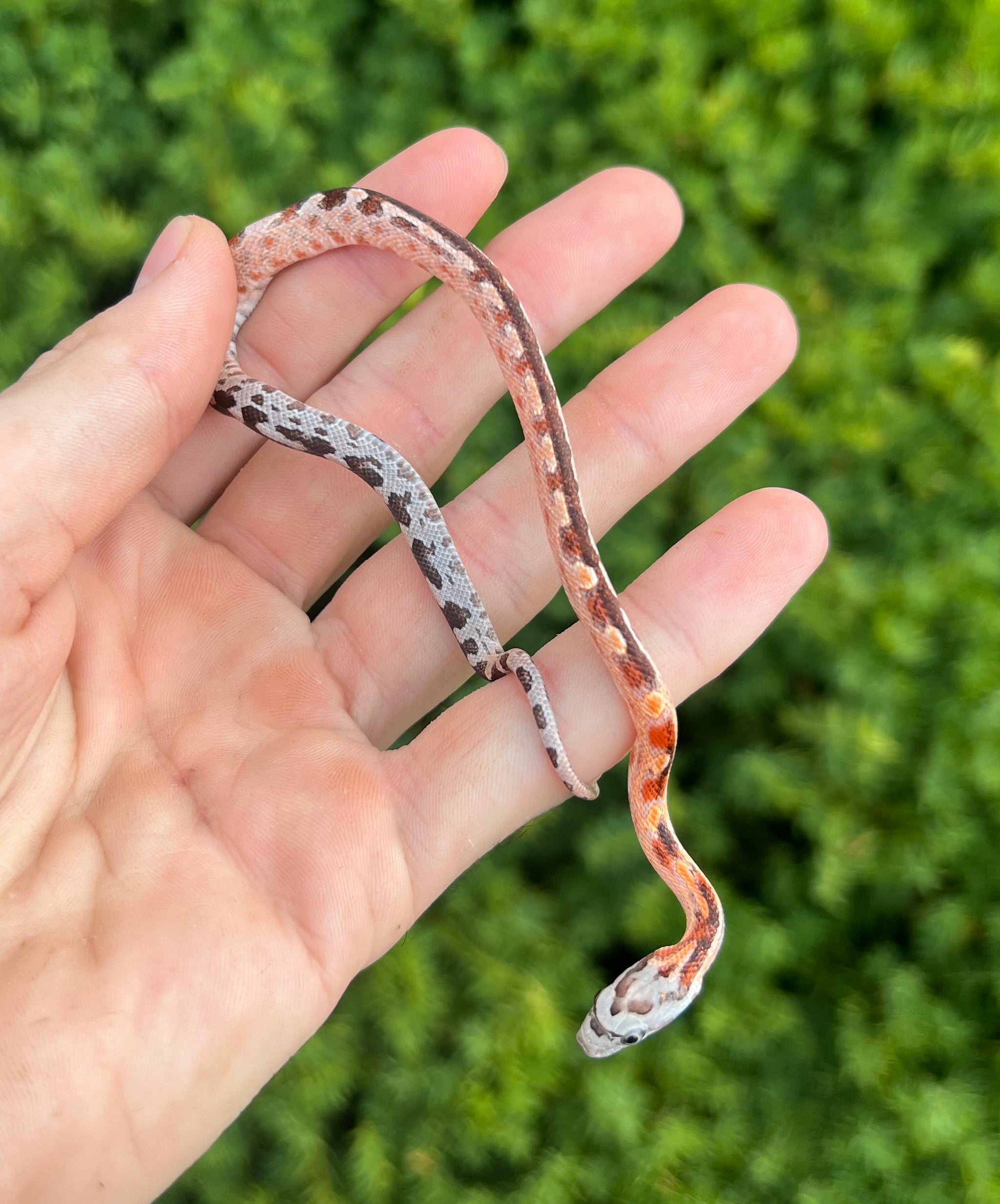 Corn Snakes – Scales and Tails of Ohio