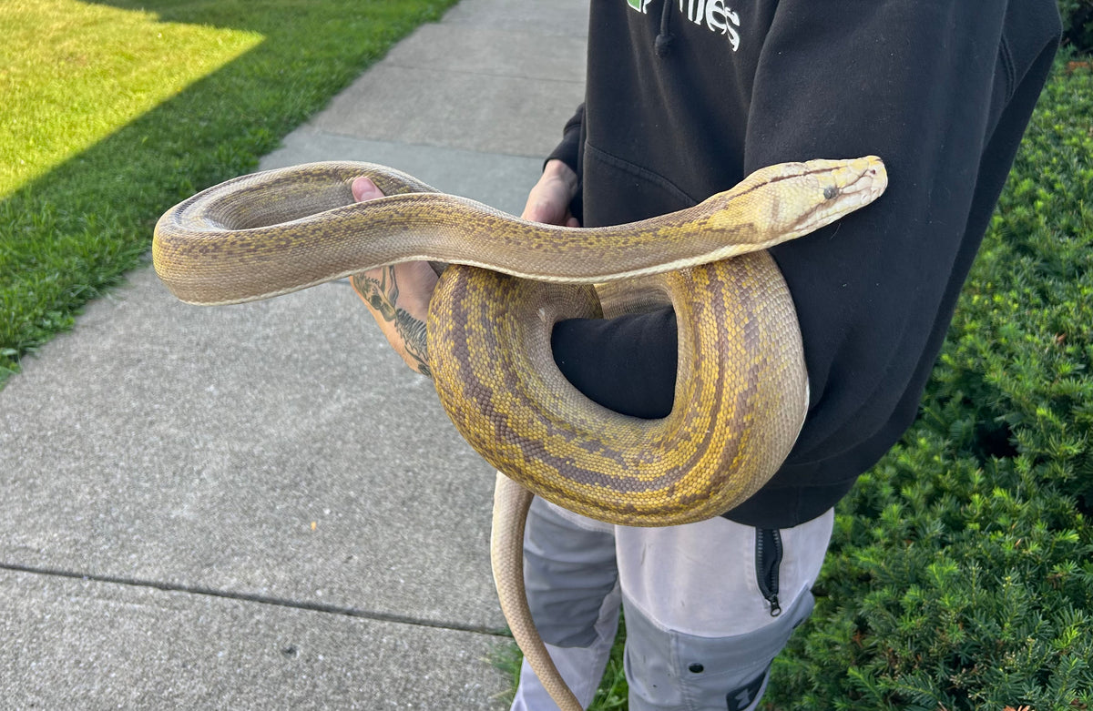 Adult Mochino Goldenchild Reticulated Python (Male) – Scales and Tails ...