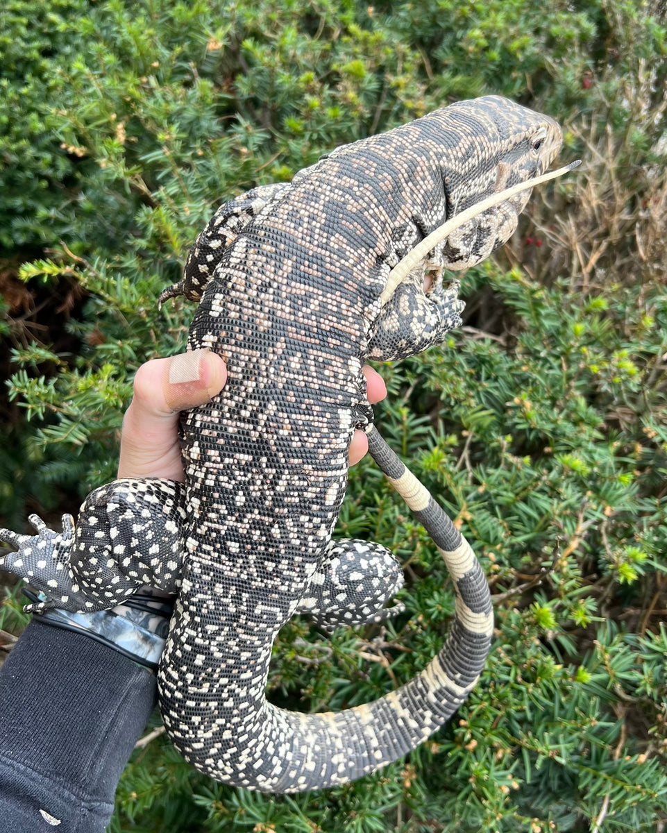 Adult Argentine Black and White Tegu (Male) – Scales and Tails of Ohio