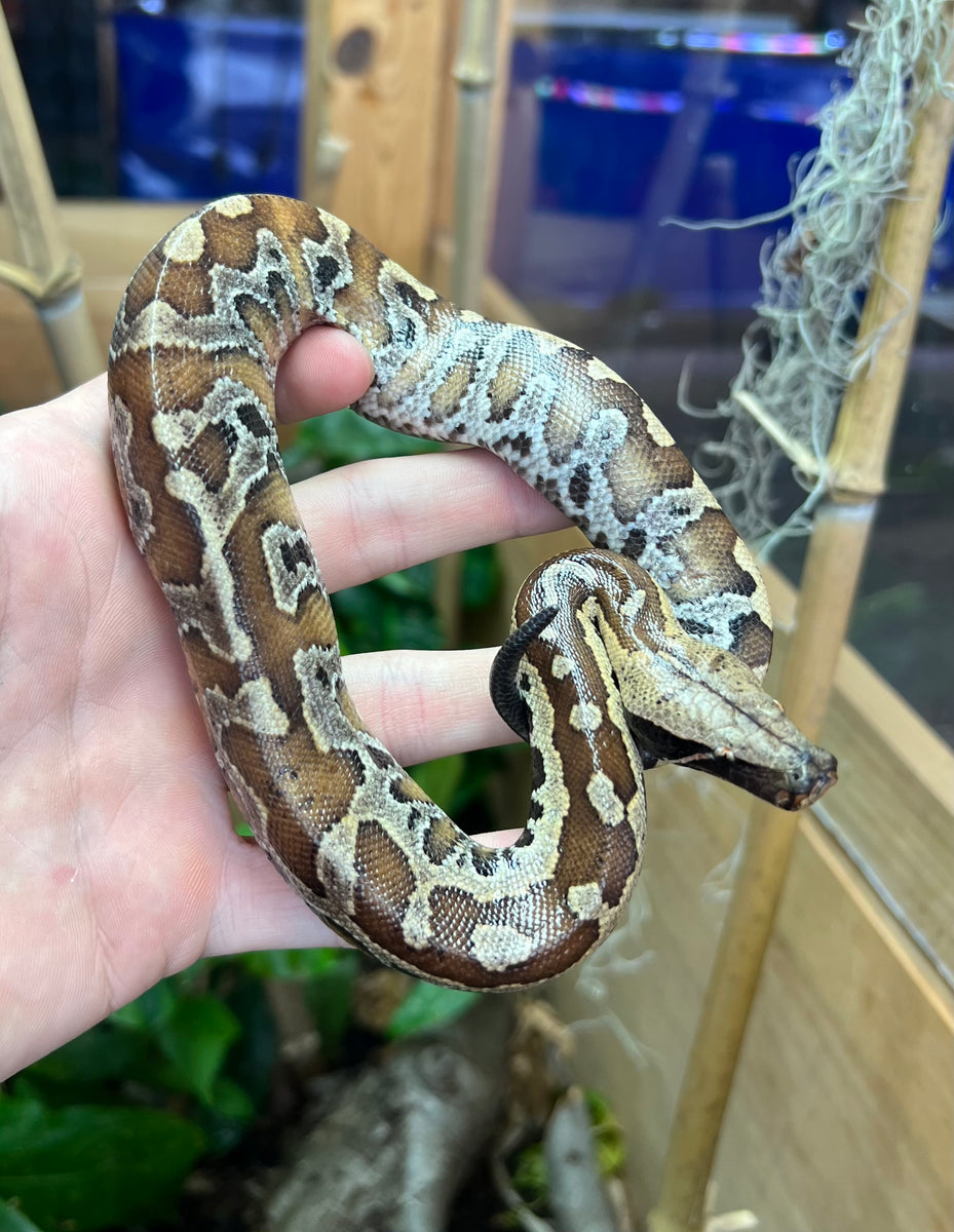 Baby Red Blood Python (Female 1) – Scales and Tails of Ohio
