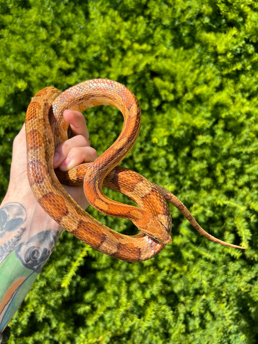 Adult Corn Snake (Male) – Scales and Tails of Ohio