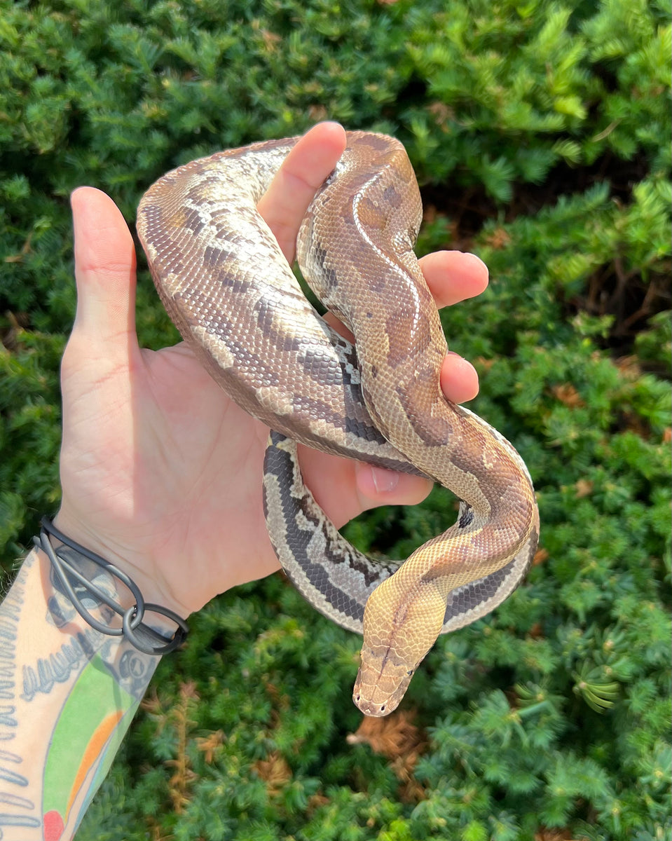 Juvenile Borneo Blood Python (Female) – Scales and Tails of Ohio
