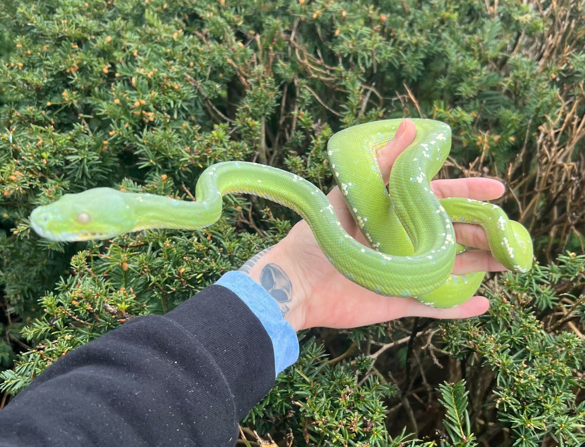 Adult Aru Green Tree Python (Male 1) – Scales and Tails of Ohio