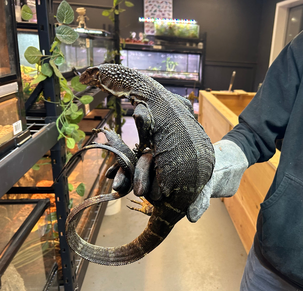 Adult Black Roughneck Monitor (1) – Scales and Tails of Ohio