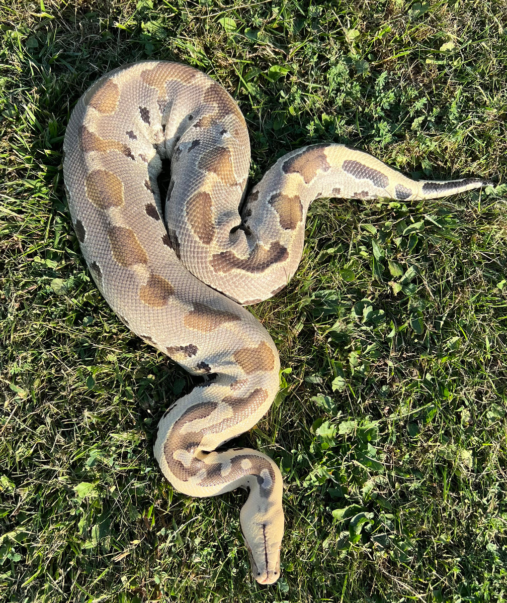 Adult Platinum Ghost Borneo Blood Python (Female) – Scales and Tails of ...