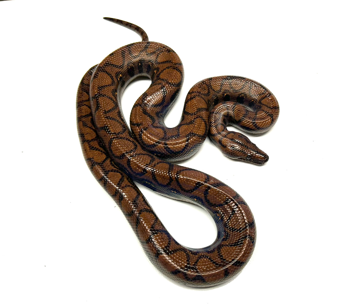 Adult Brazilian Rainbow Boa (Male 4) – Scales and Tails of Ohio