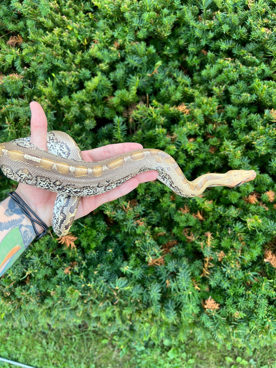 Juvenile Granite Latte Borneo Blood Python (Male) – Scales and Tails of ...