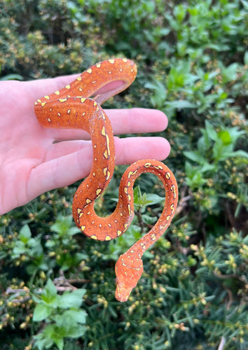 Green Tree Pythons – Scales and Tails of Ohio