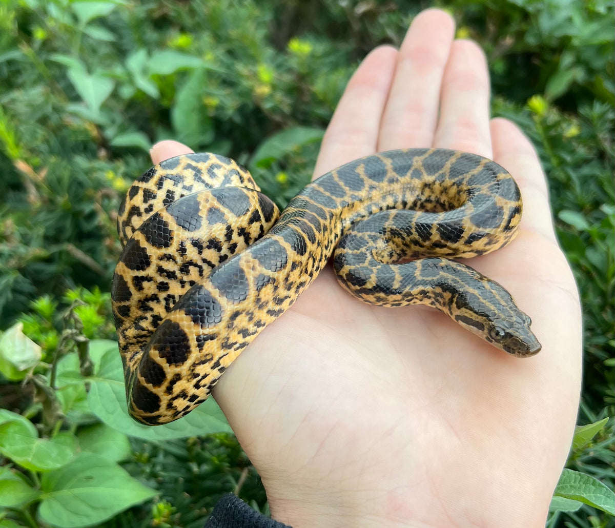 Baby Yellow Anaconda (Female 3) – Scales and Tails of Ohio