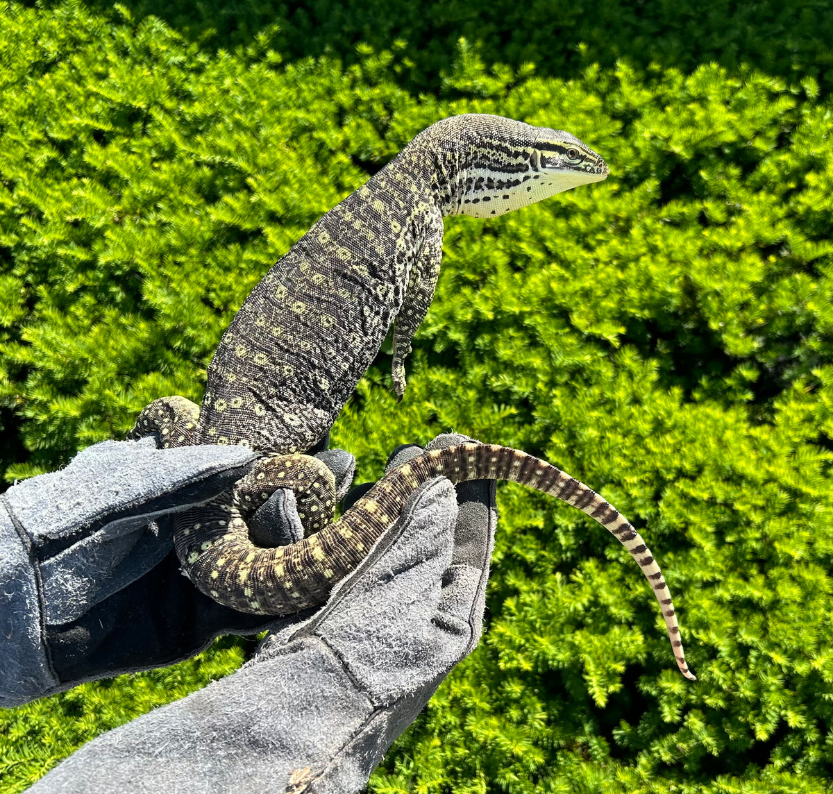 Sub-Adult Argus Monitor – Scales and Tails of Ohio