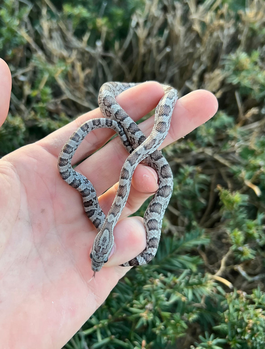 Baby Cinder Corn Snake – Scales and Tails of Ohio