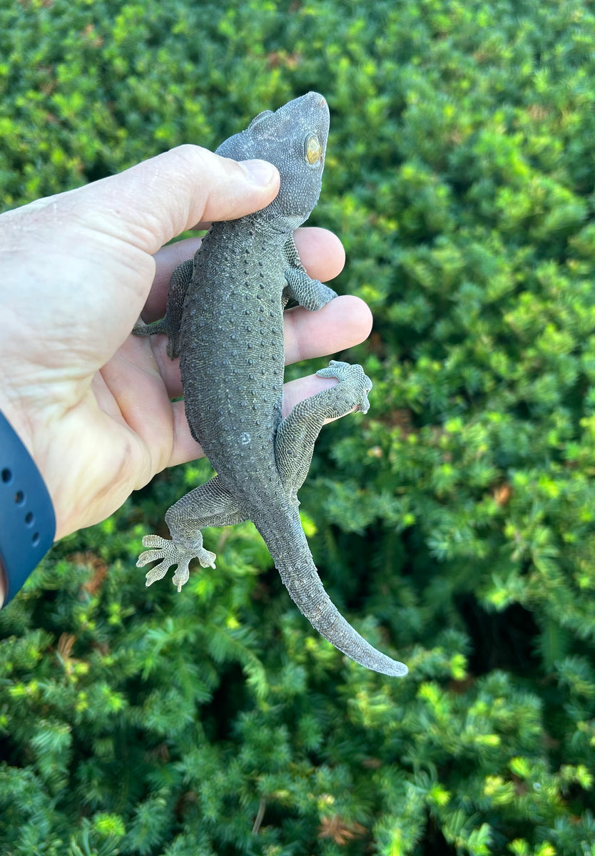 Adult ‘Patternless’ Tokay Gecko (Male 2) – Scales and Tails of Ohio