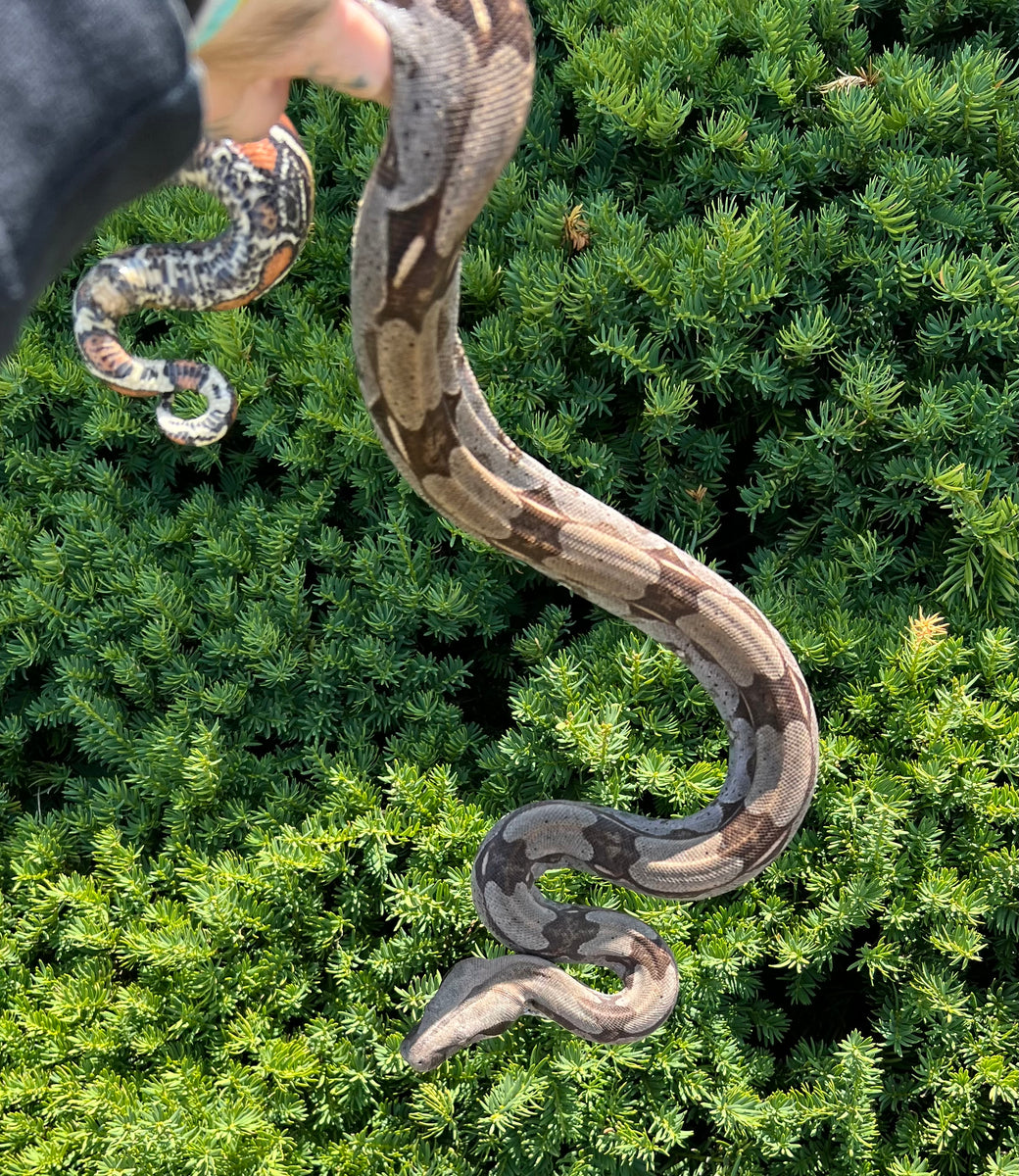 Juvevile Guyana Boa (Female 1) – Scales and Tails of Ohio