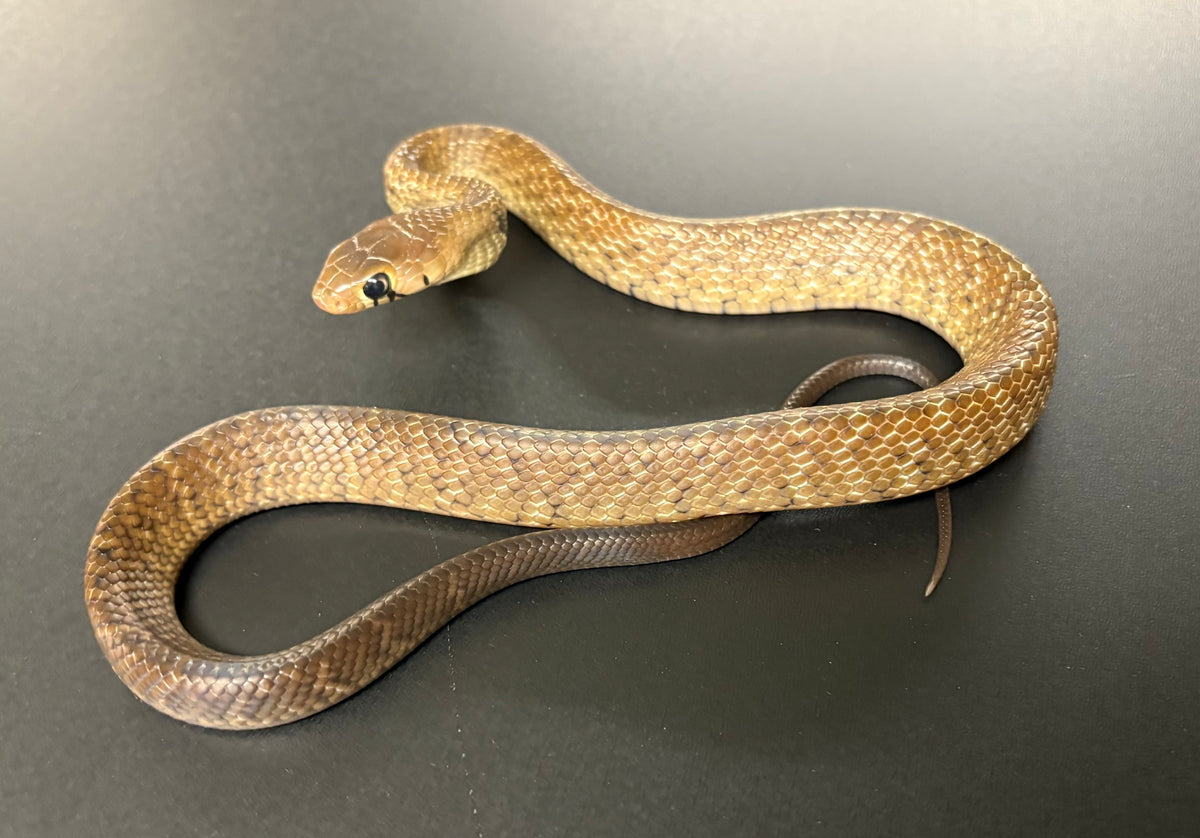 Baby Black-Tailed Cribo (Male 2) – Scales and Tails of Ohio
