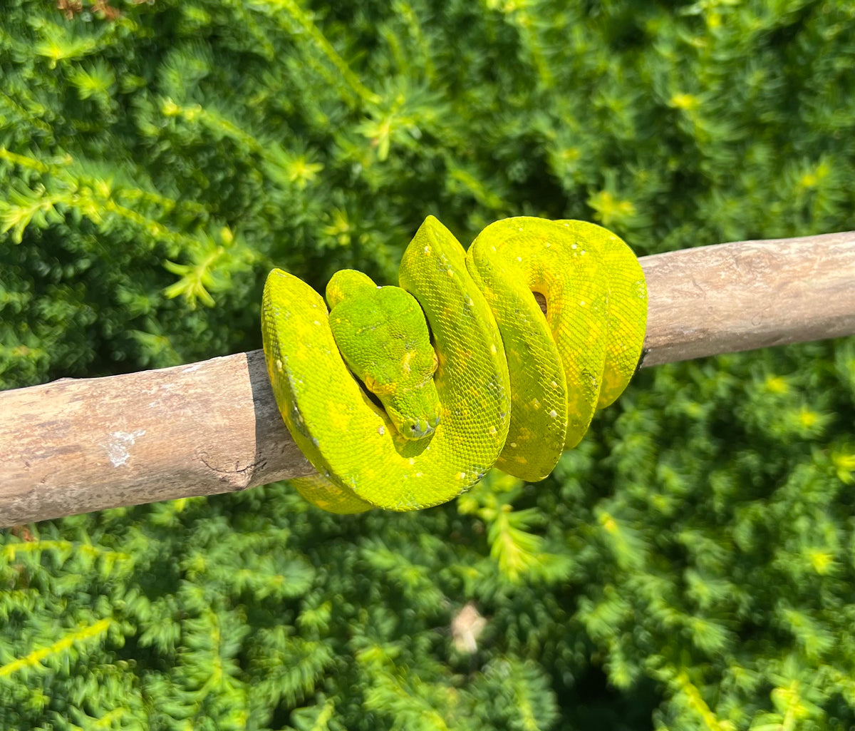 Juvenile Biak Green Tree Python (Female 2) – Scales and Tails of Ohio