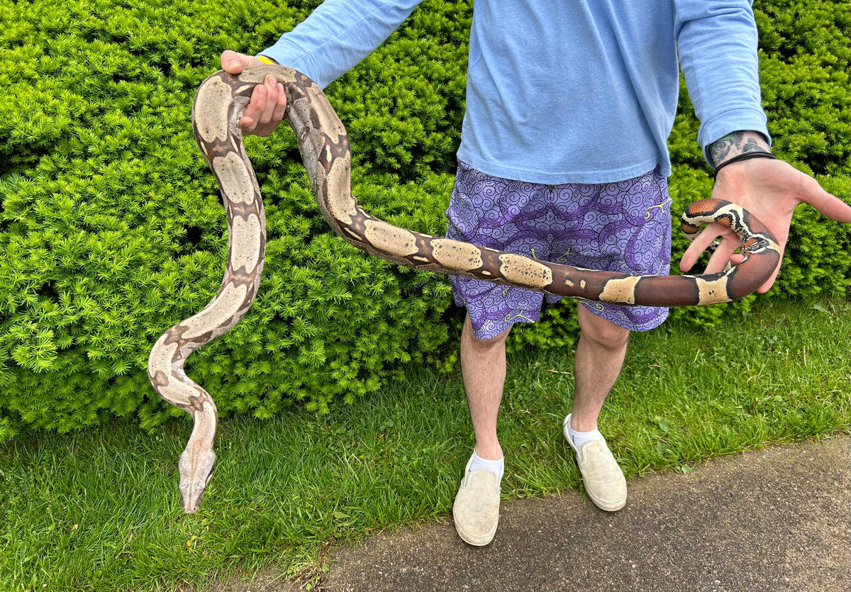 Adult Guyana Boa (Male 2) – Scales and Tails of Ohio