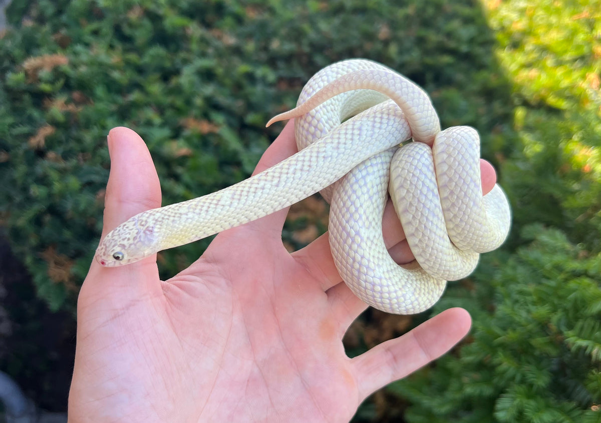 Sub-Adult Hypo Brook’s Kingsnake (Male) – Scales and Tails of Ohio