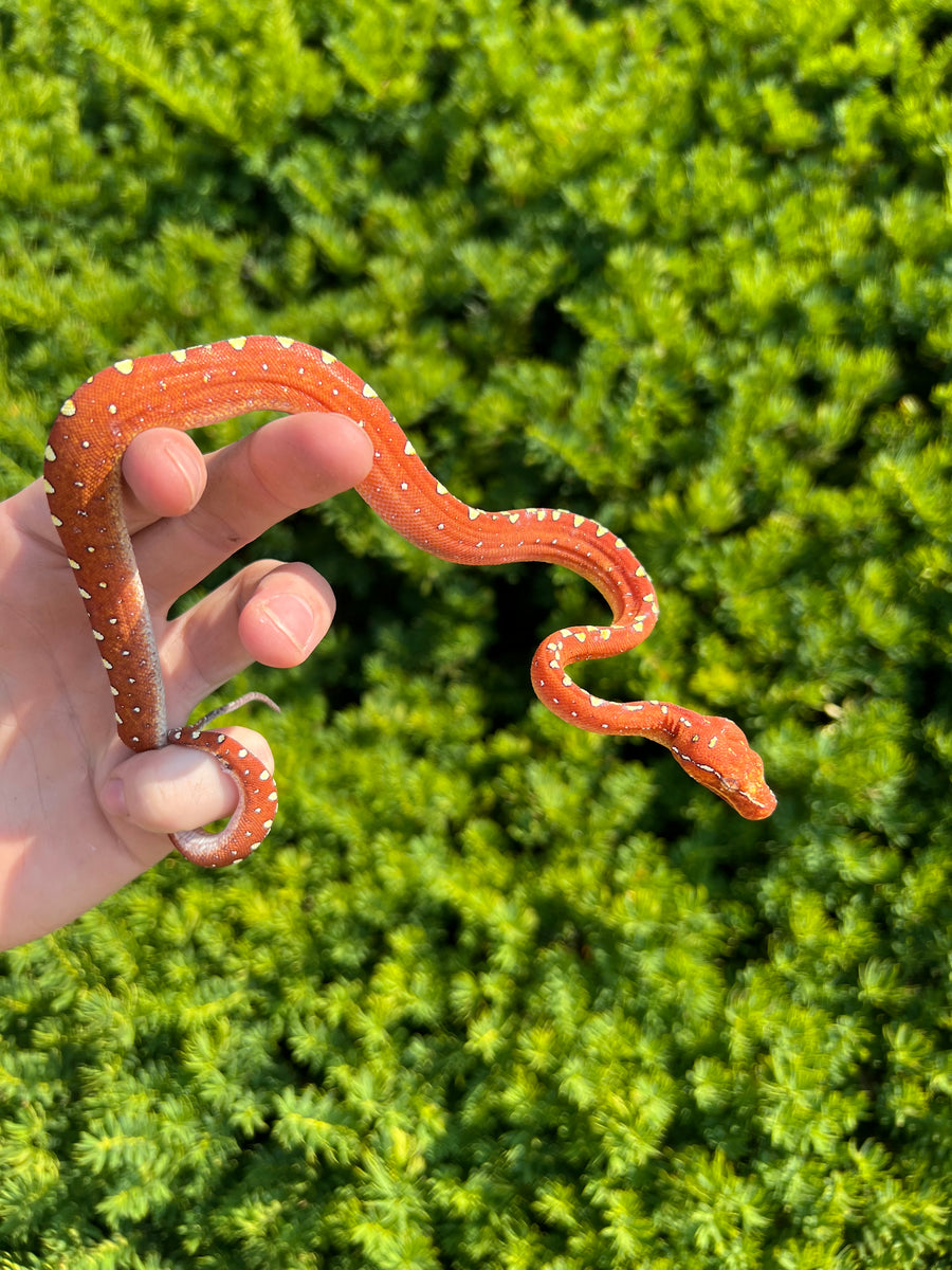 Baby Red Biak Green Tree Python (3) – Scales and Tails of Ohio
