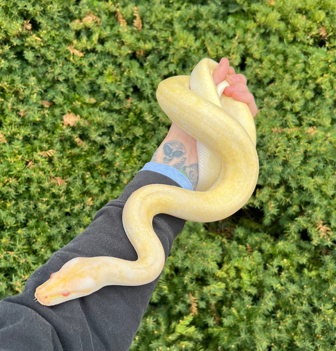 Juvenile Albino Granite Burmese Python (Male) – Scales and Tails of Ohio