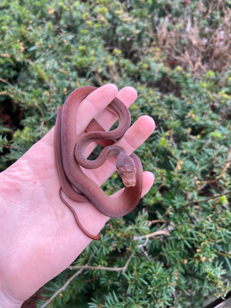 Baby Red Scrub Python (Male 3) – Scales and Tails of Ohio