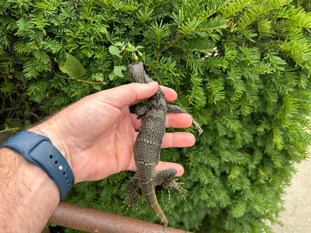 Small Black Roughneck Monitor (3) – Scales and Tails of Ohio