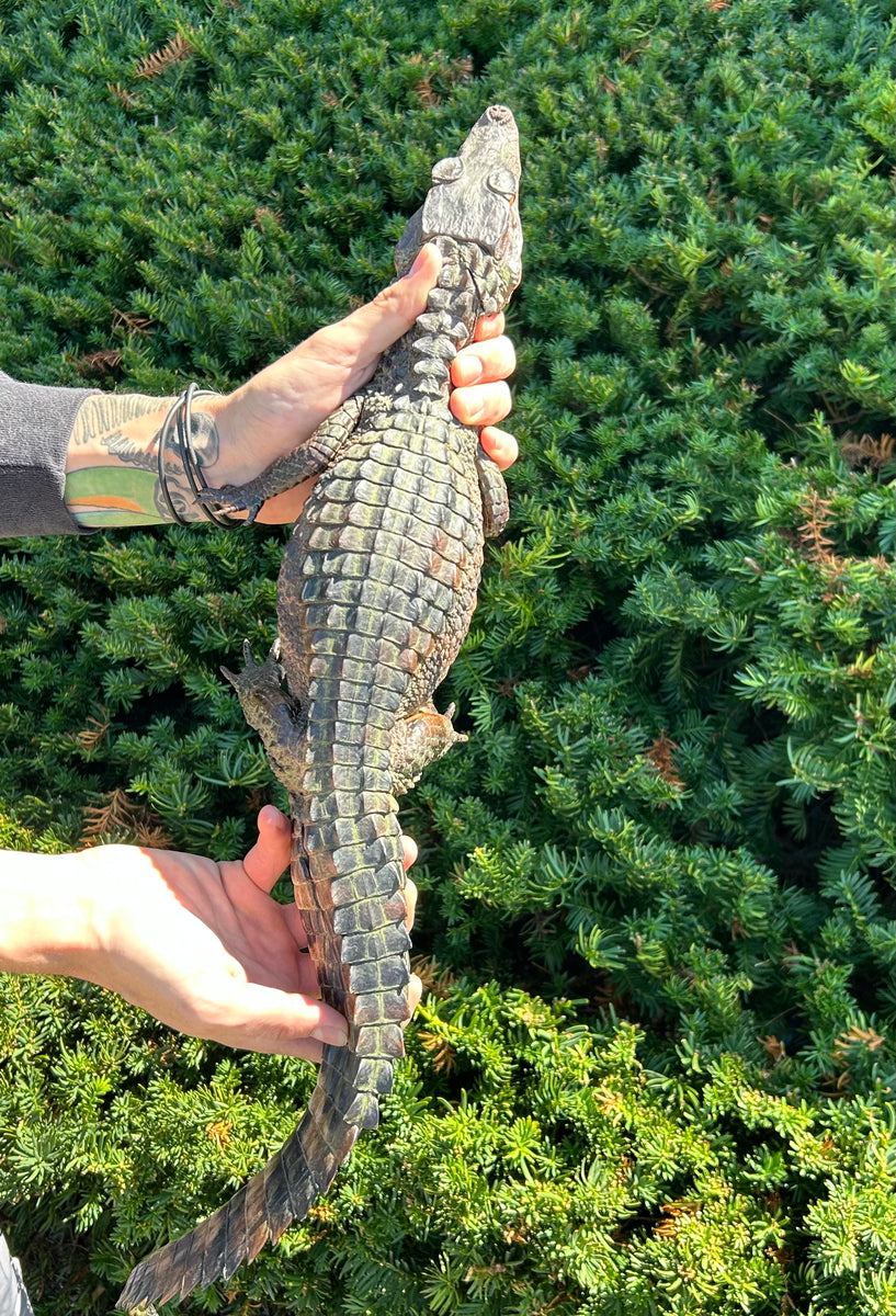 Juvenile Cuvier's Dwarf Caiman – Scales and Tails of Ohio