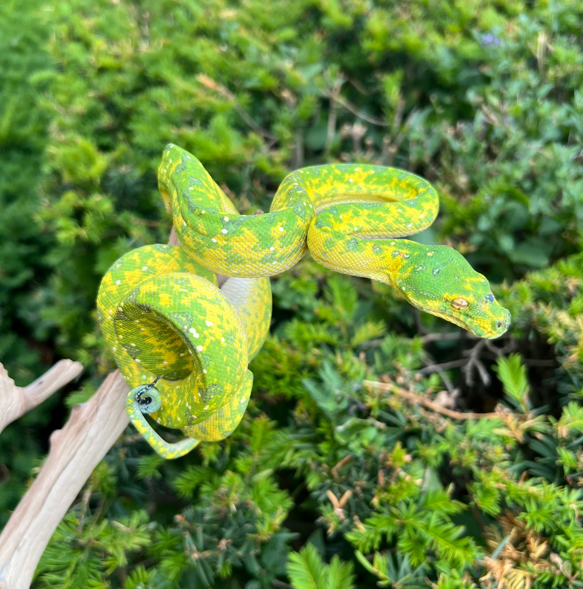Sub-Adult Biak Green Tree Python (Male) – Scales and Tails of Ohio