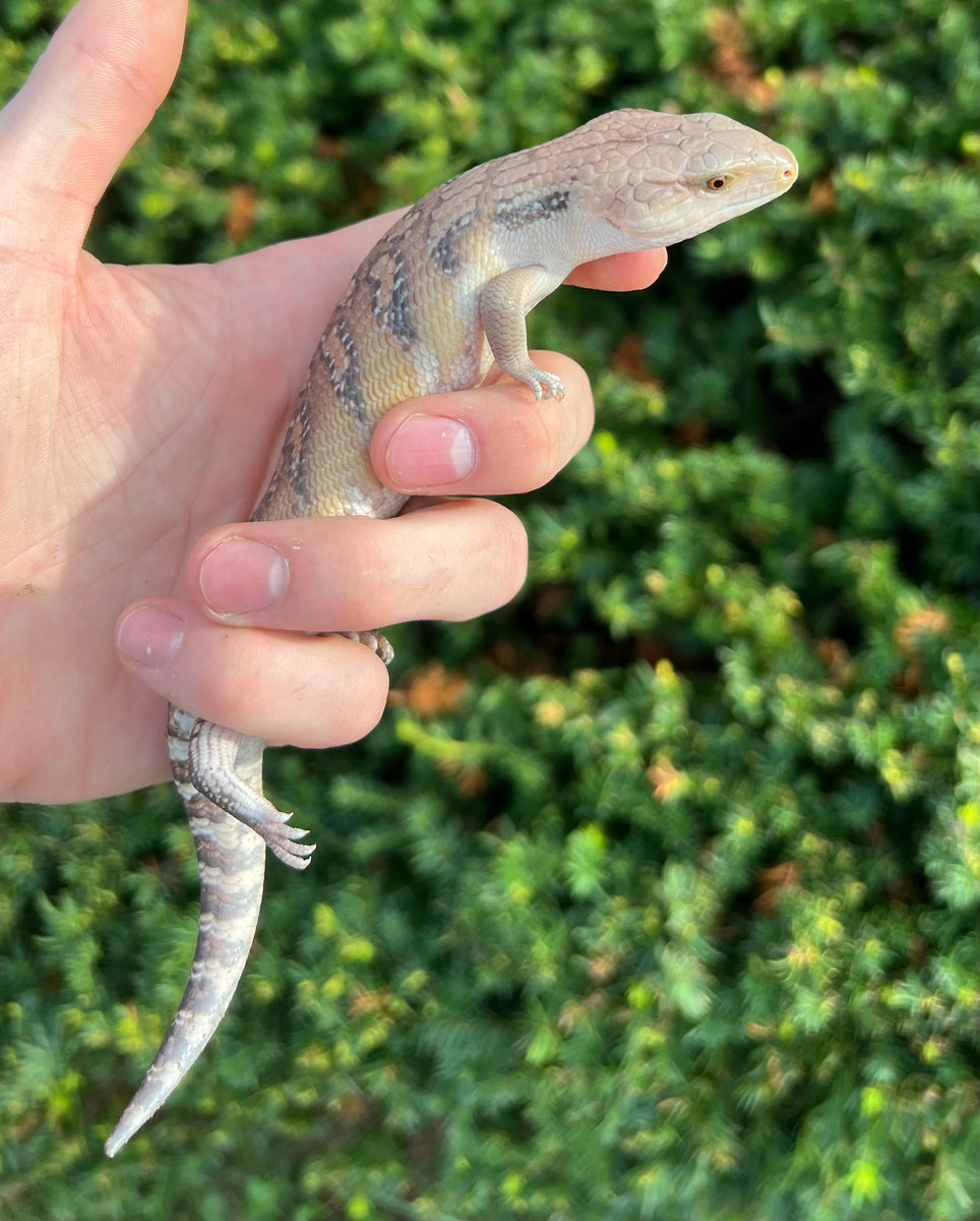 Baby Sunrise Northern Blue Tongue Skink (2) – Scales and Tails of Ohio