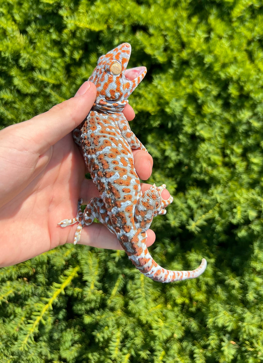 1.1 Adult Tokay Gecko (Pair 1) – Scales and Tails of Ohio