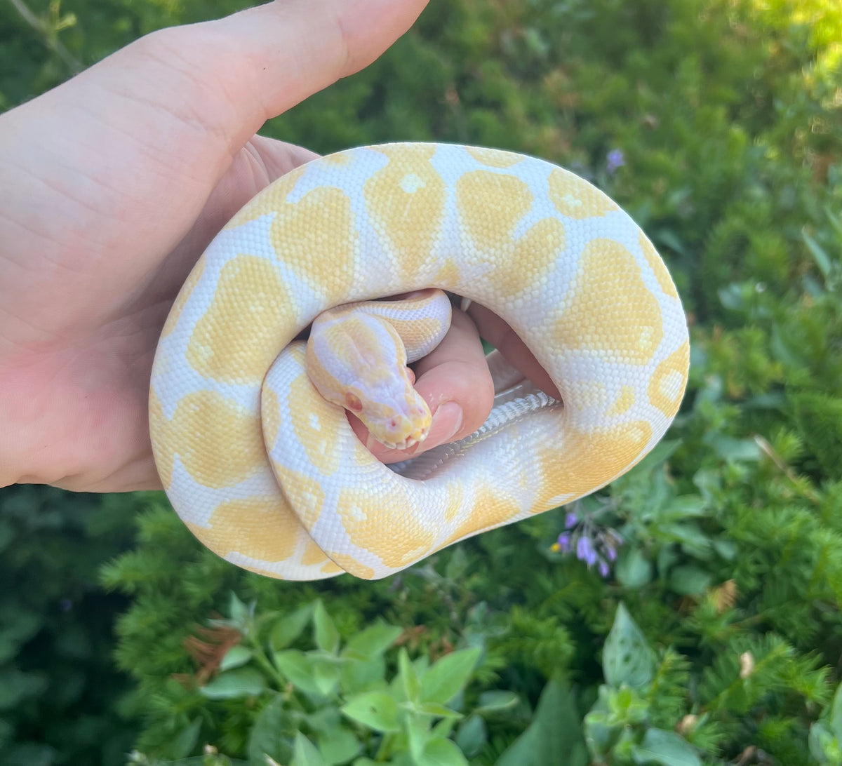 Juvenile Albino Ball Python (Male) – Scales and Tails of Ohio