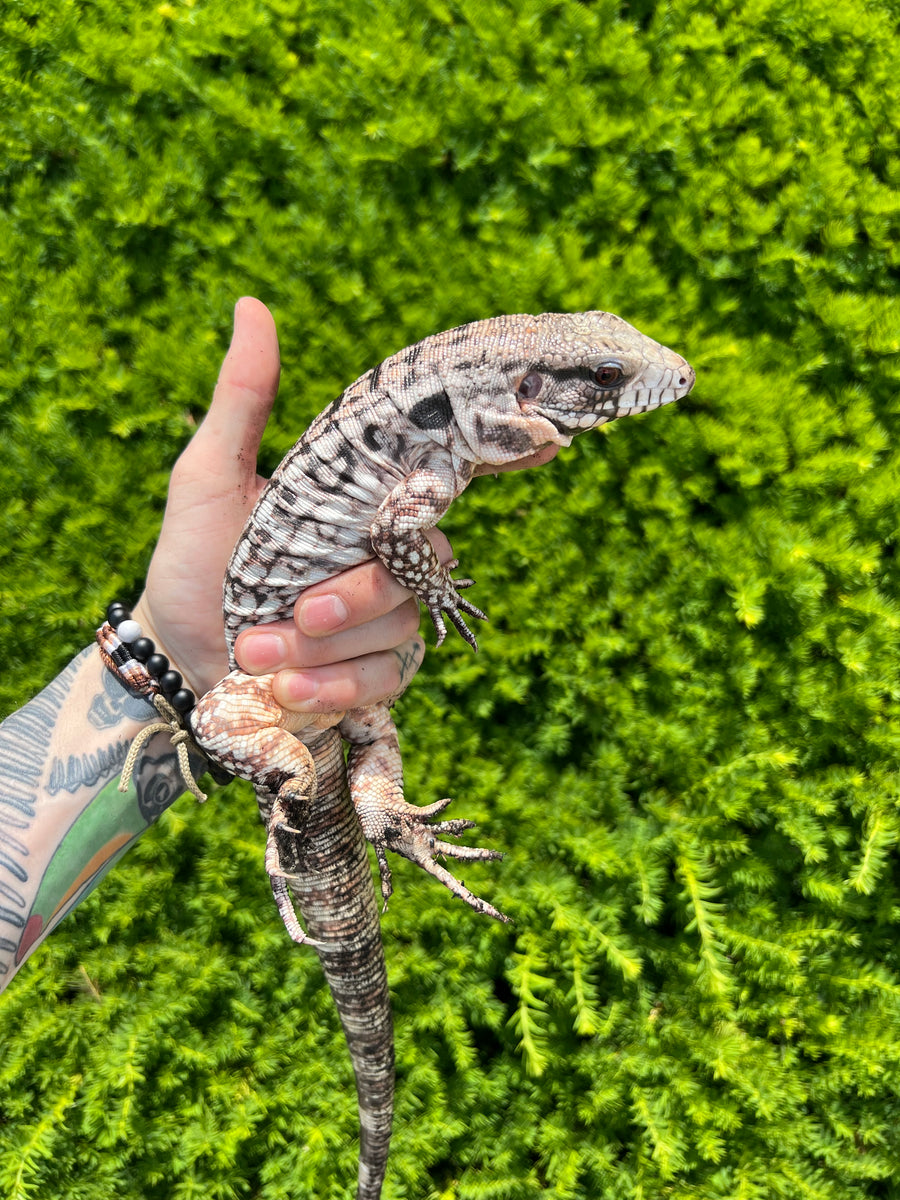 Juvenile Purple Titanium Tegu – Scales and Tails of Ohio