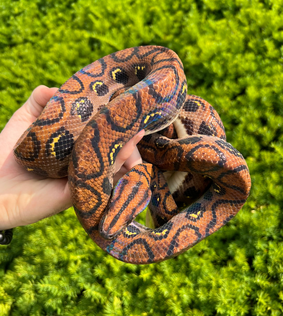 Adult Brazilian Rainbow Boa (Female 1) – Scales and Tails of Ohio