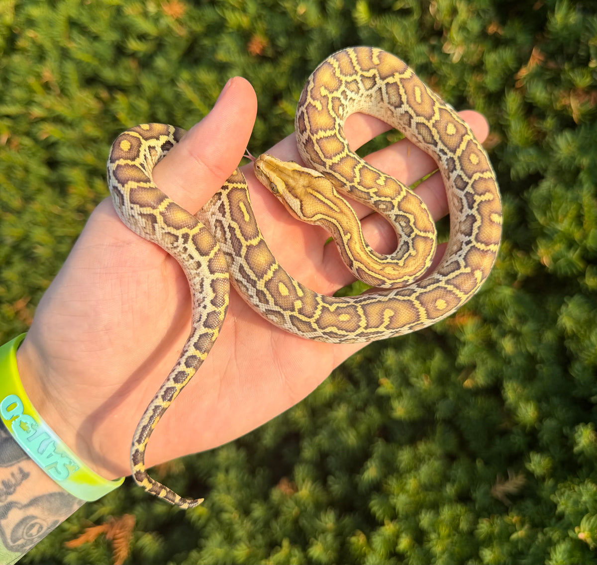 Baby Hypo Burmese Python het Albino (Male) – Scales and Tails of Ohio