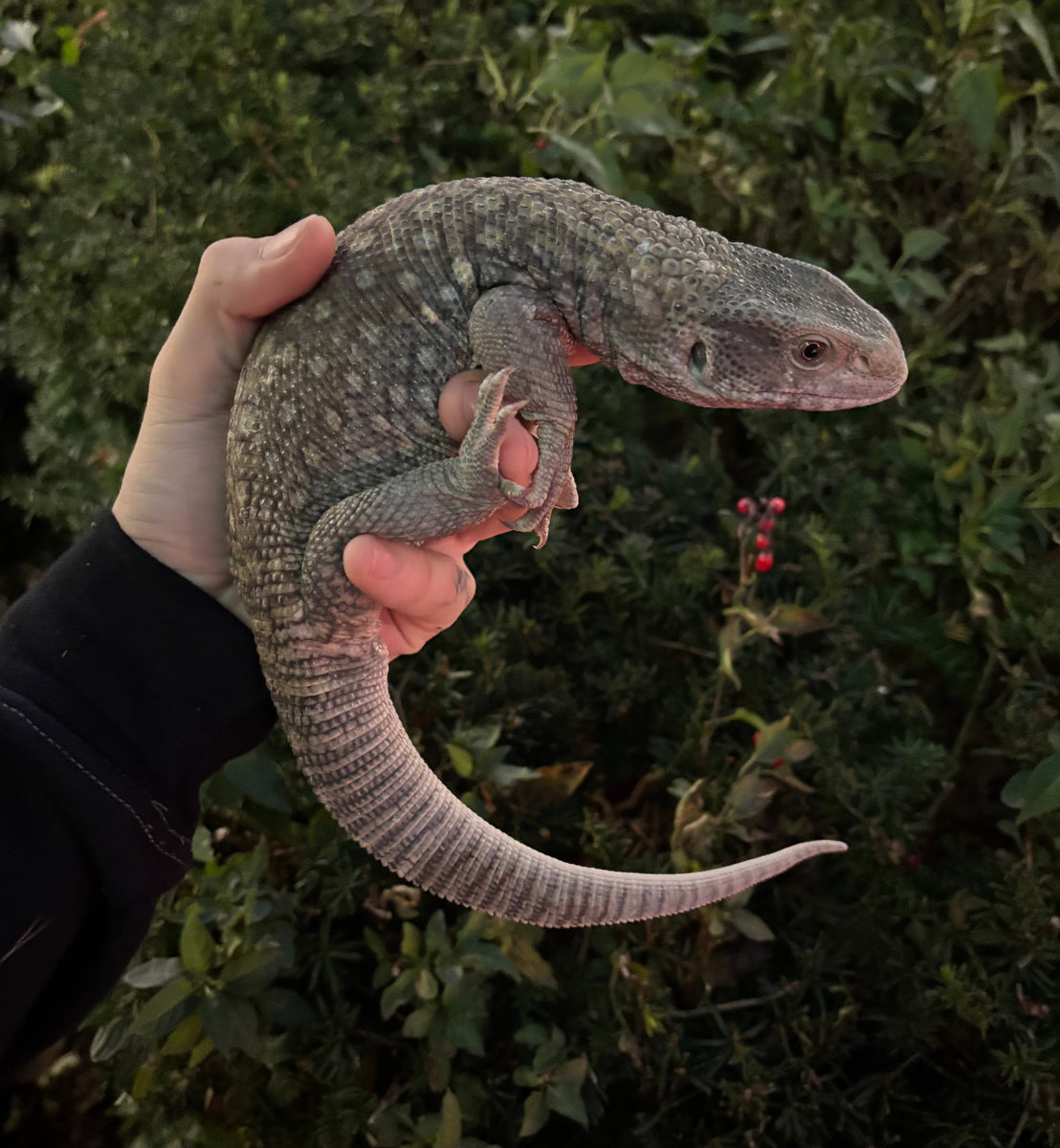 Sub-Adult Savannah Monitor – Scales and Tails of Ohio