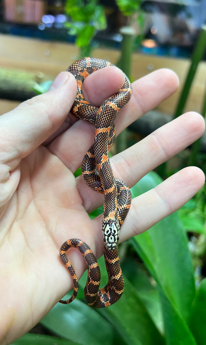 Baby Blotched Goini Kingsnake (Male 2) – Scales and Tails of Ohio