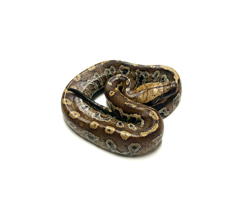 Pythons – Scales and Tails of Ohio