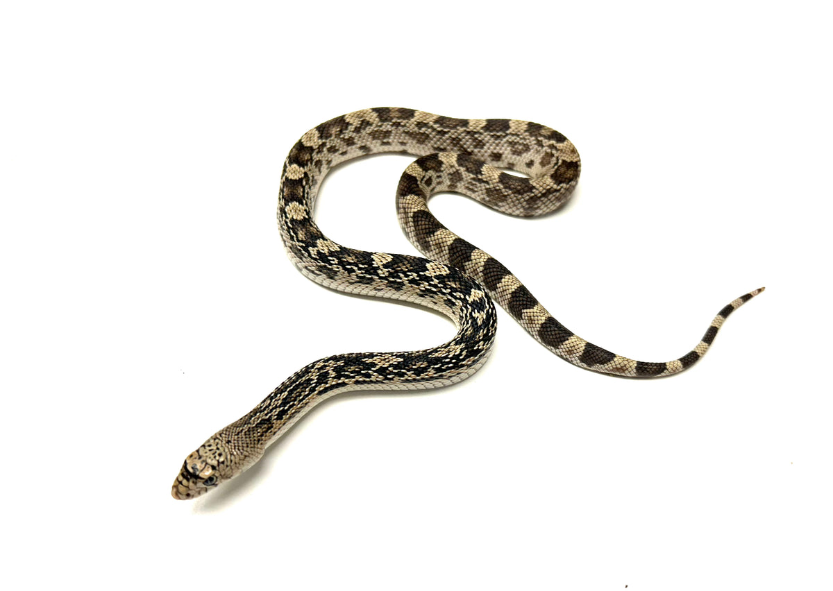 Baby Northern Pine Snake (Female 2) – Scales and Tails of Ohio