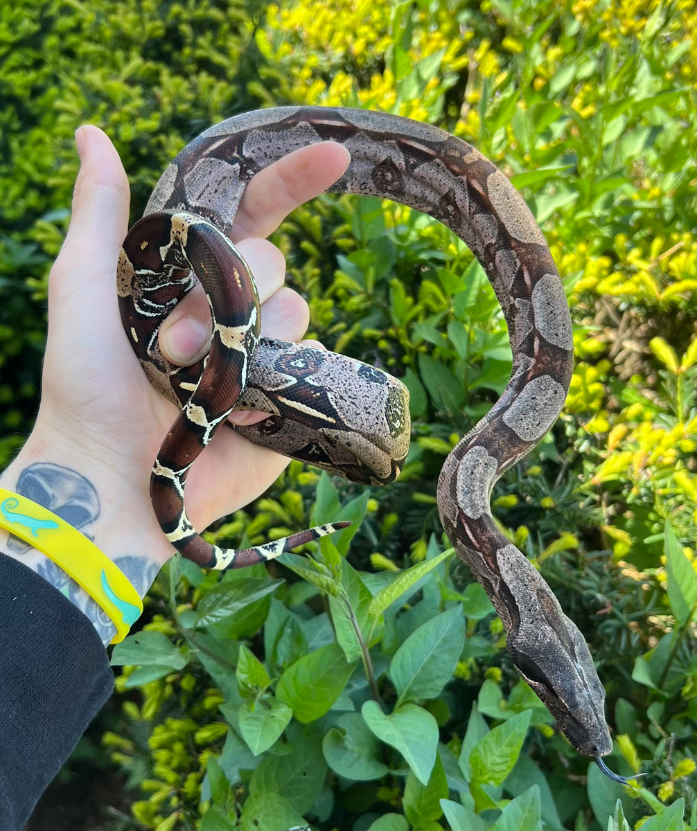 Small Guyana Boa (Male 4) – Scales and Tails of Ohio