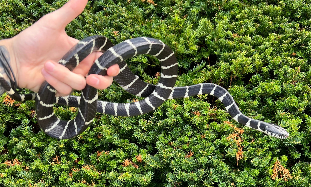 Adult Indonesian Axanthic Mangrove Snake (Female) – Scales and Tails of ...
