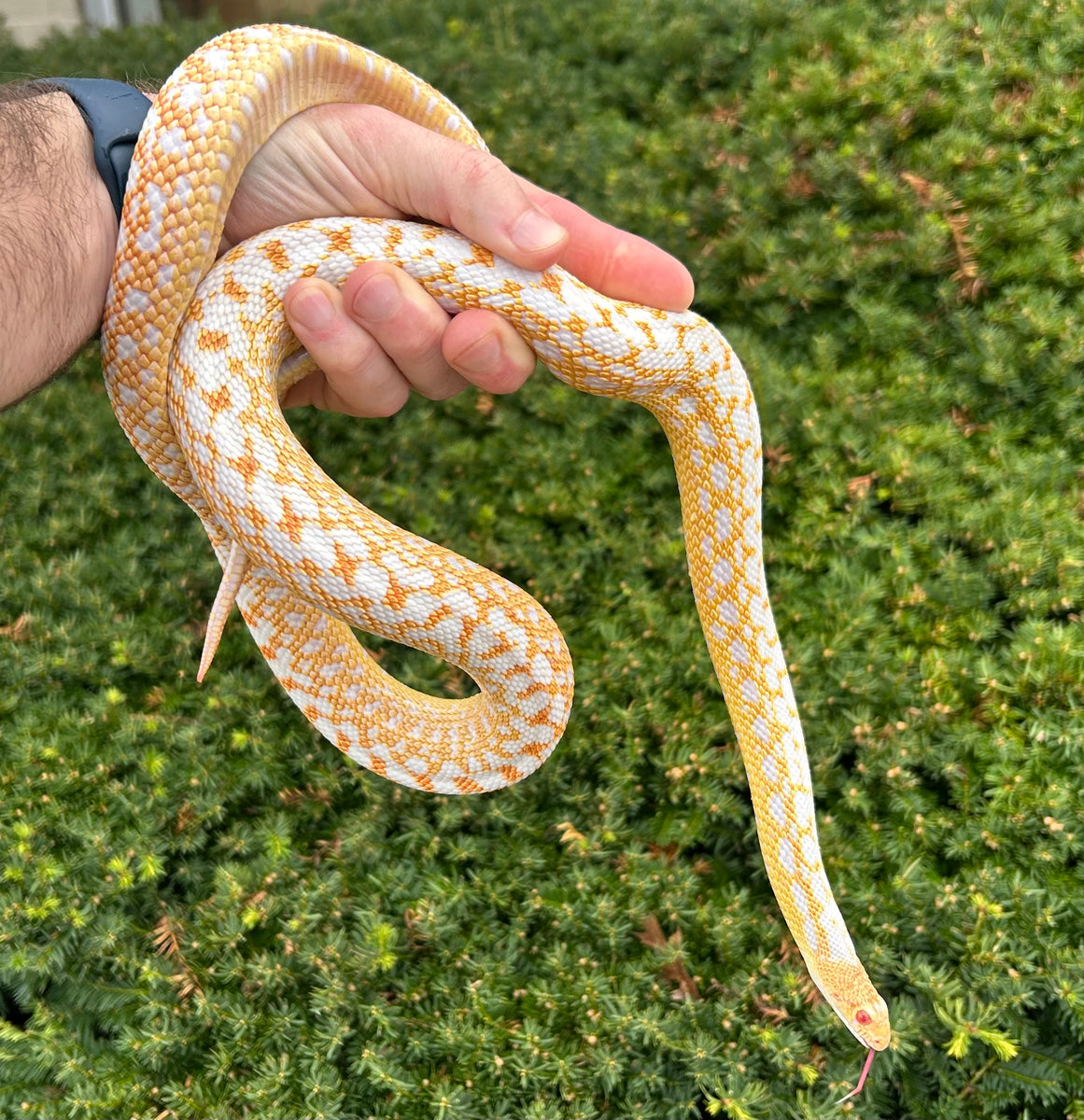 Adult Albino Applegate San Diego Gopher Snake (Male 2) – Scales and ...