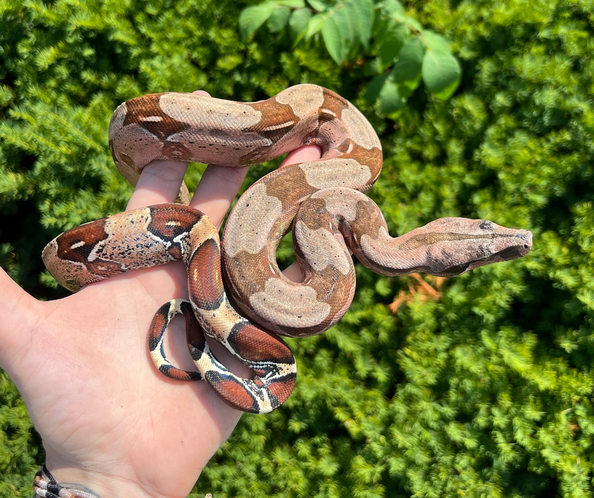 Juvevile ‘High-Pink’ Guyana Boa (Female) – Scales and Tails of Ohio