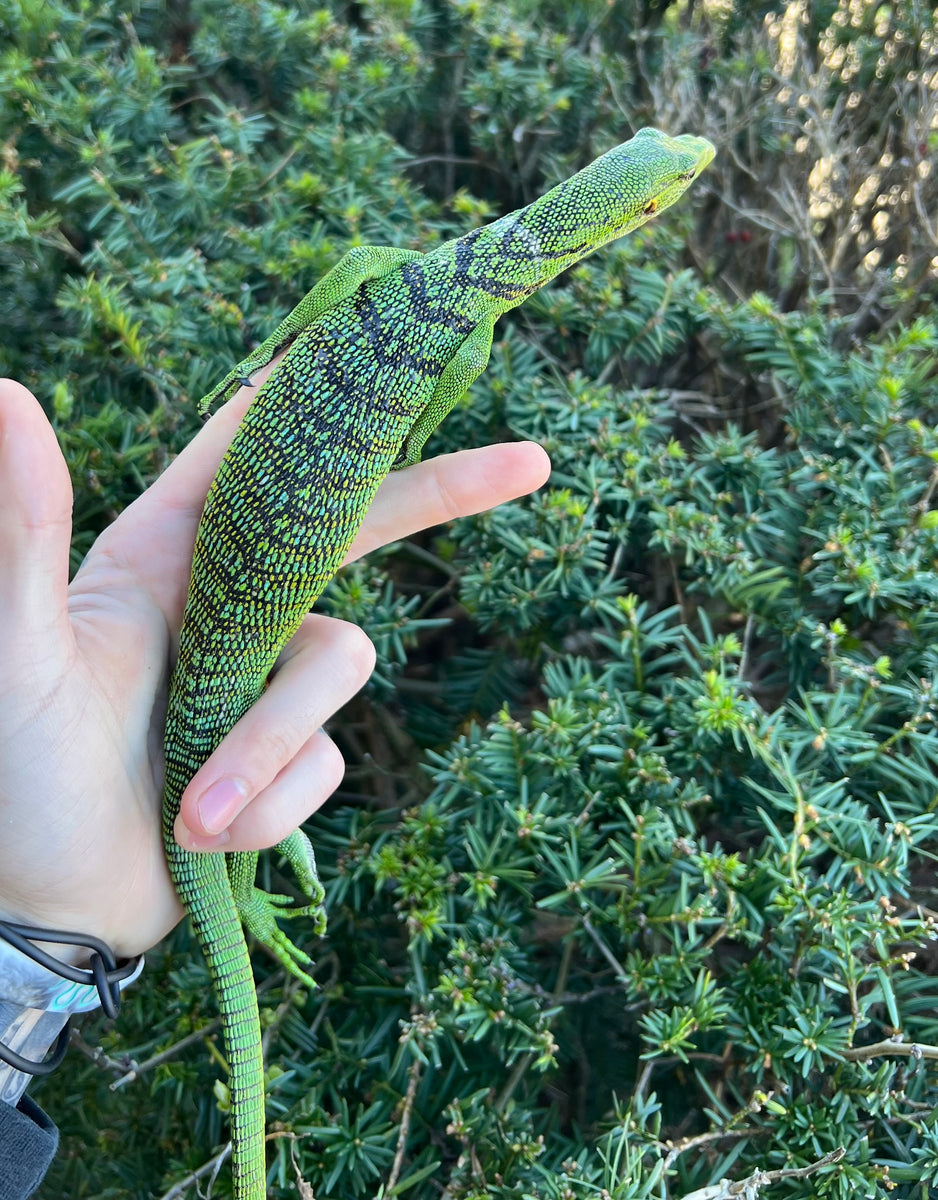 Adult Green Tree Monitor – Scales and Tails of Ohio