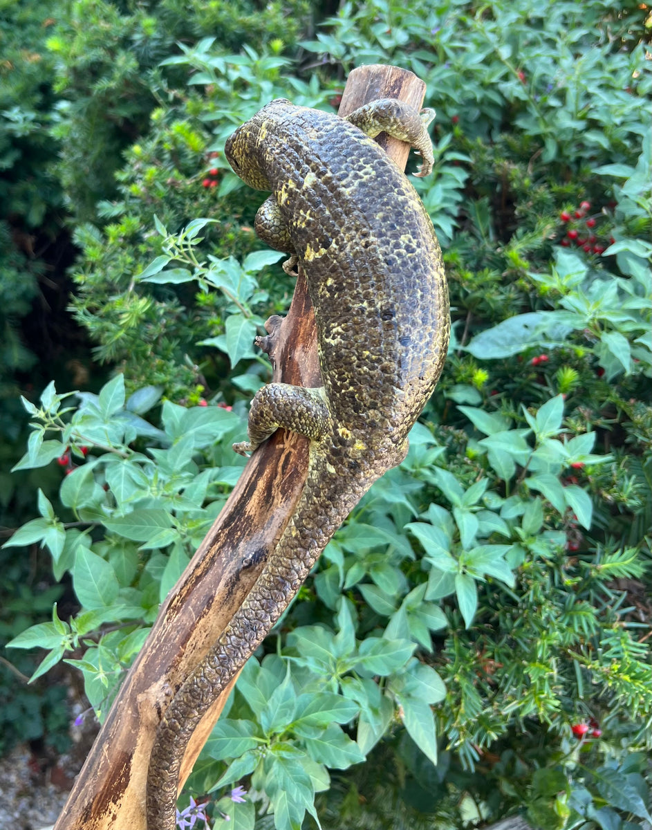 Adult Monkey-Tailed Skink (Male 2) – Scales and Tails of Ohio