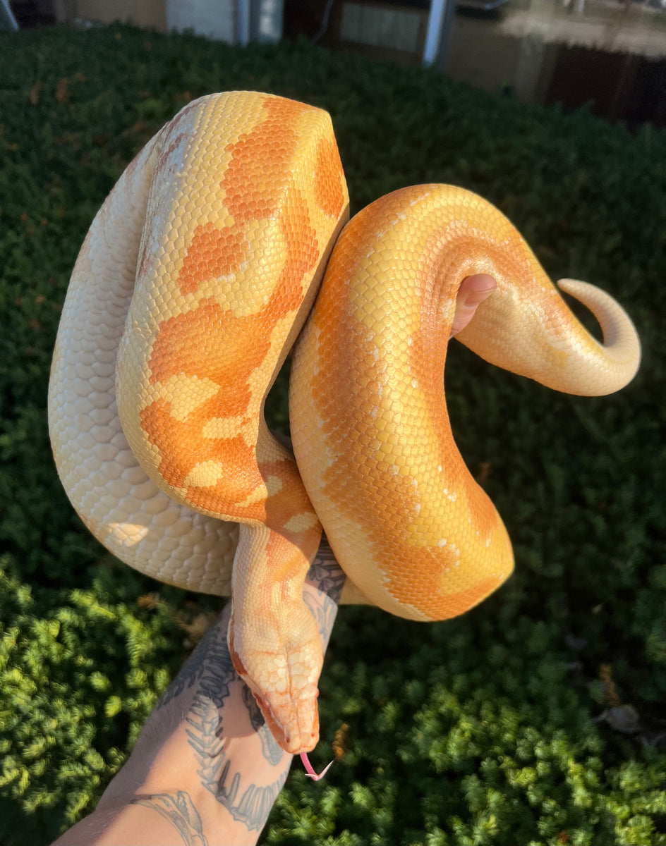 Adult T- Albino Blood Python (Female) – Scales and Tails of Ohio